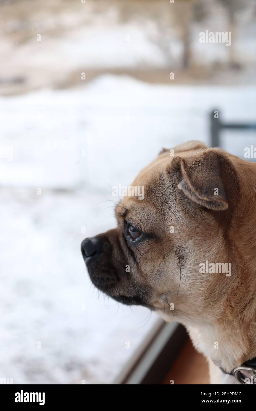 Portrait of a peaceful small pug looking out a window on a snowy day ...