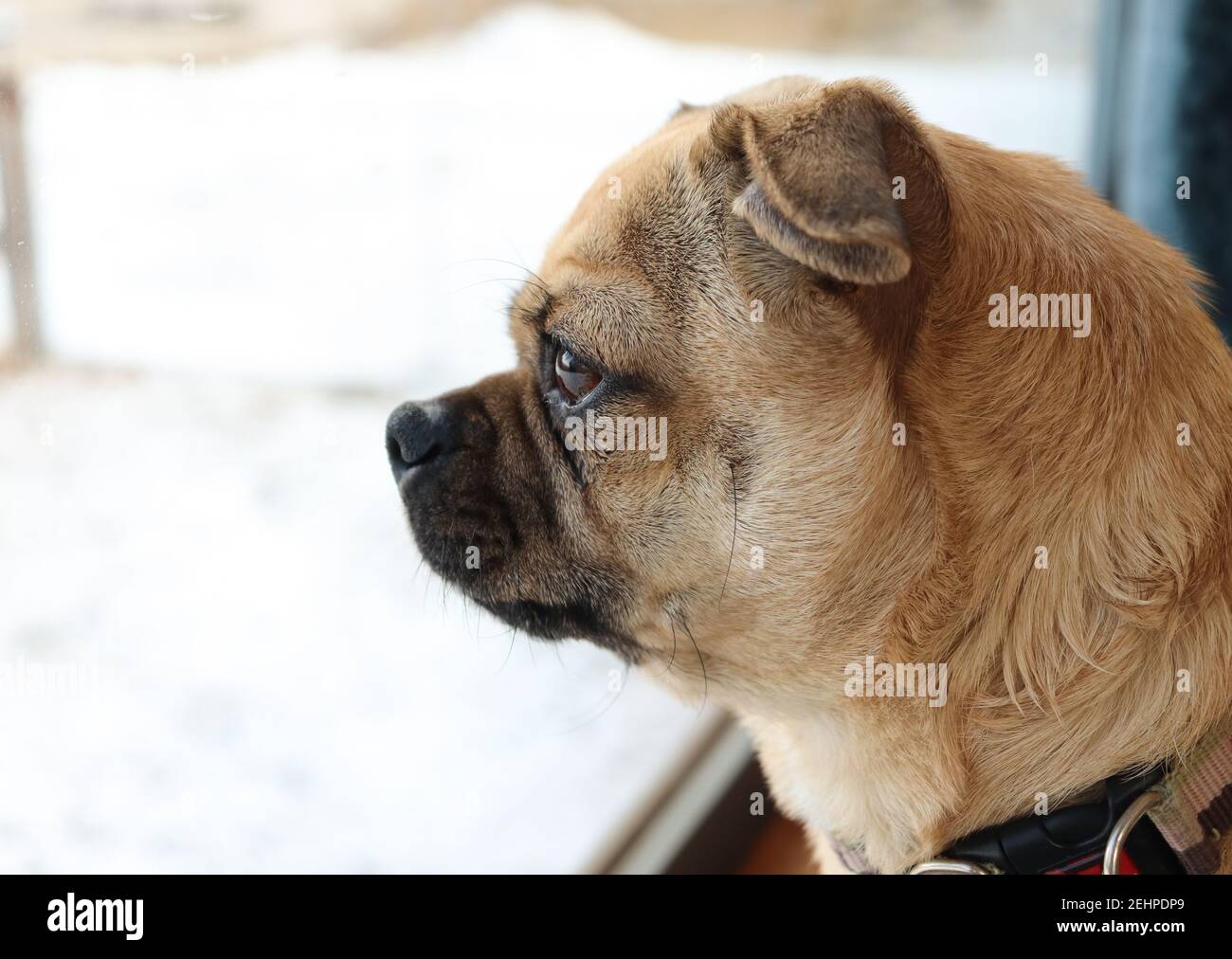 Pug head hi-res stock photography and images - Alamy