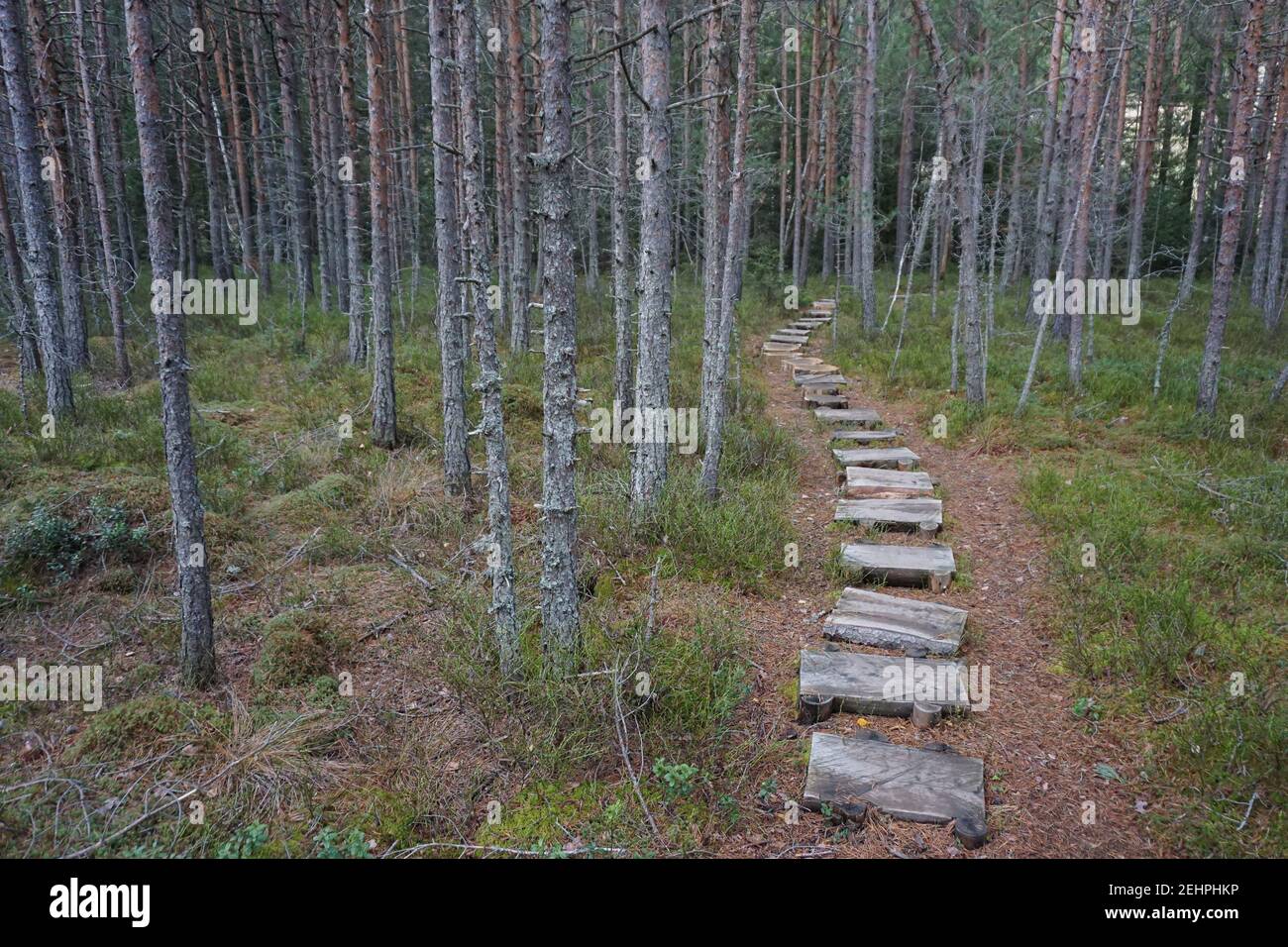 Beautiful shot of a hiking trail with wooden blocks in the forest Stock ...