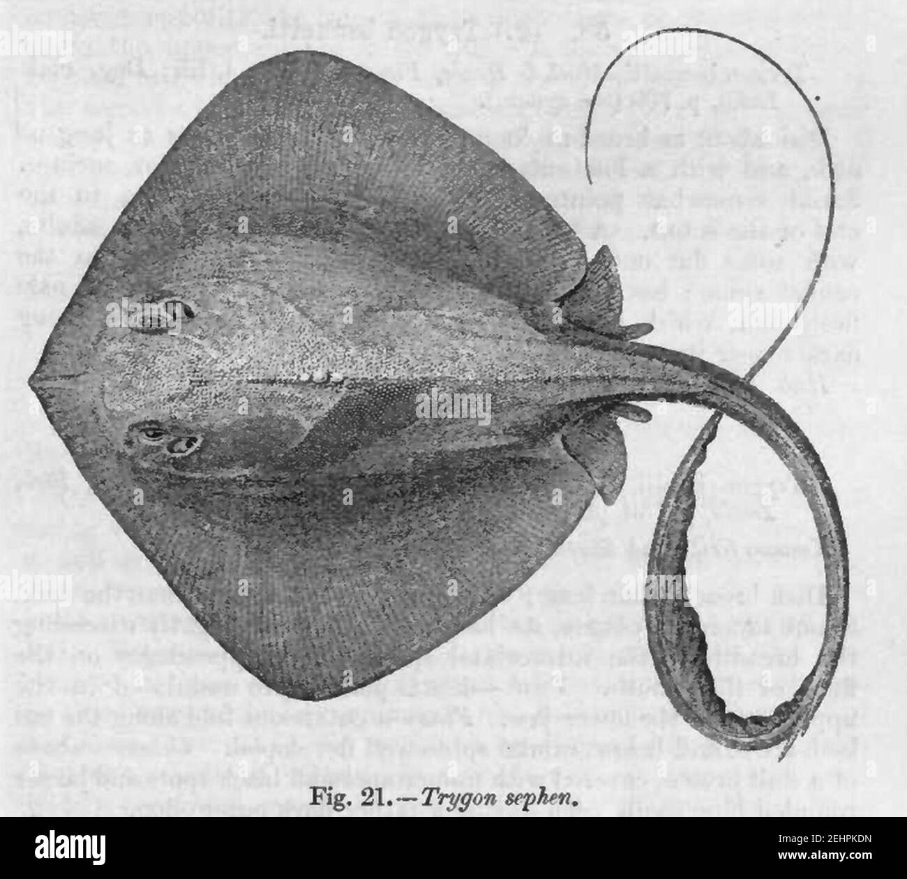 Sephen hi-res stock photography and images - Alamy