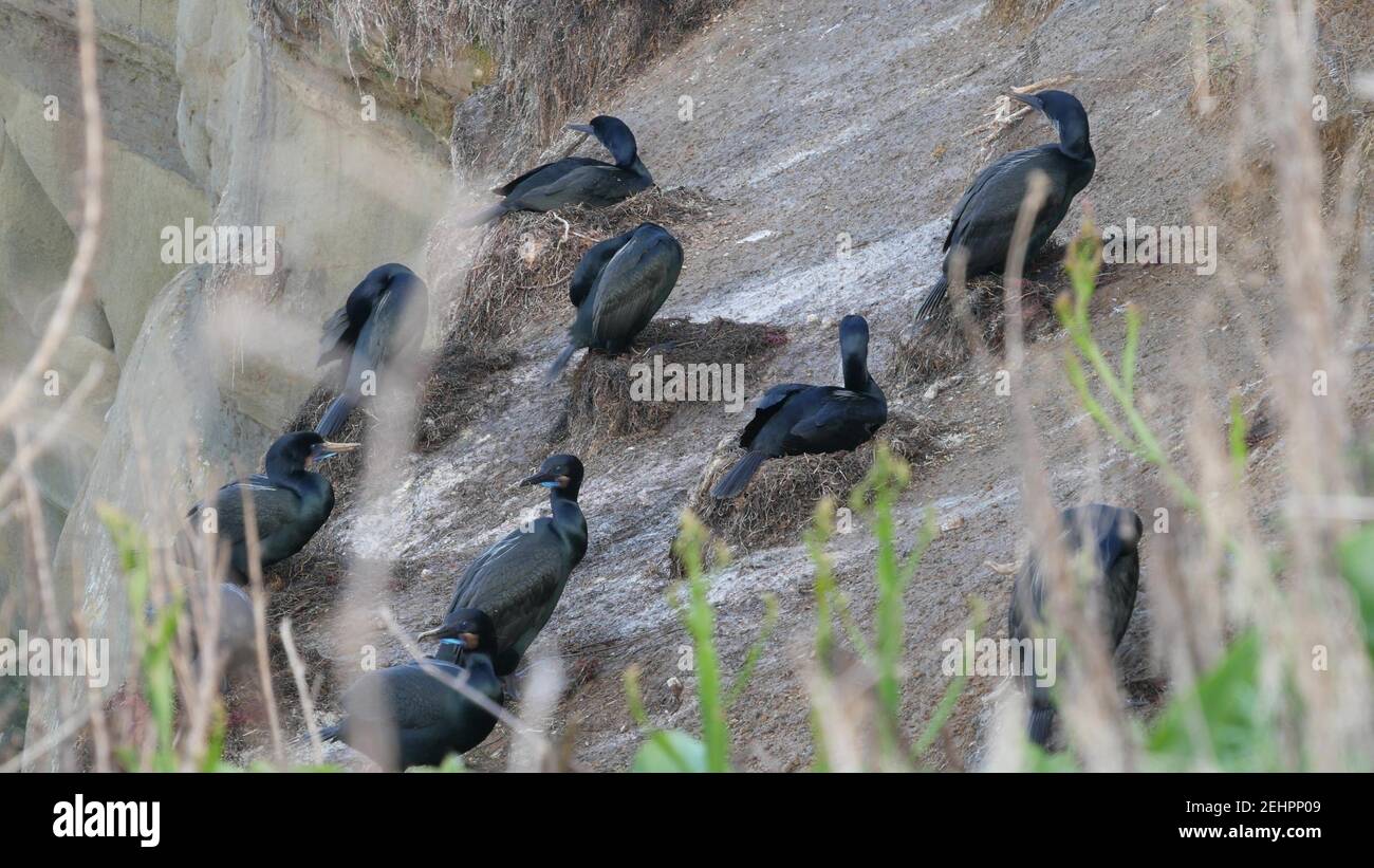 Double-crested cormorant after fishing on rock. Sea bird with hooked ...
