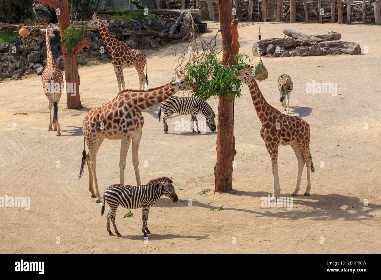Giraffes and zebras living together in a zoo enclosure. Photographed at ...