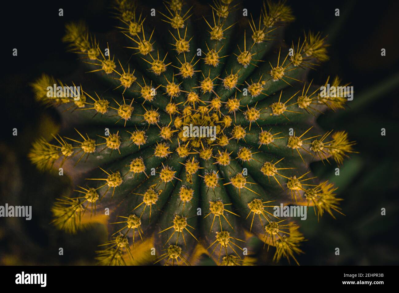 Spherical Symmetry In Animals