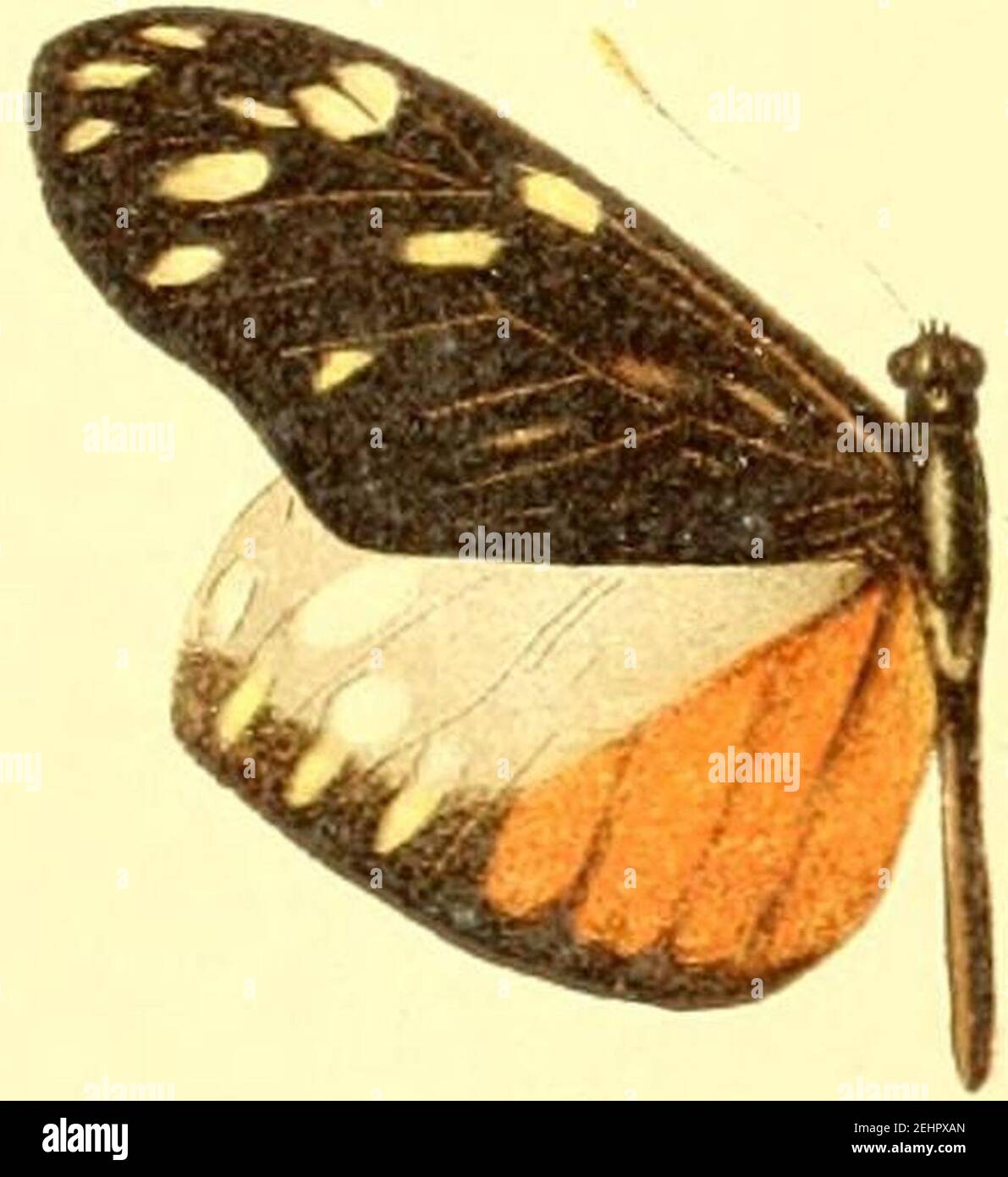 Patia hi-res stock photography and images - Alamy