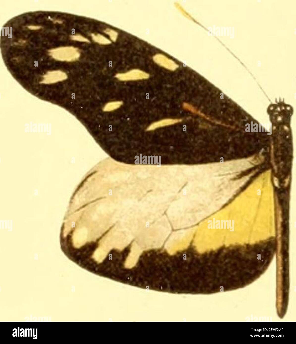 Patia cordillera hi-res stock photography and images - Alamy