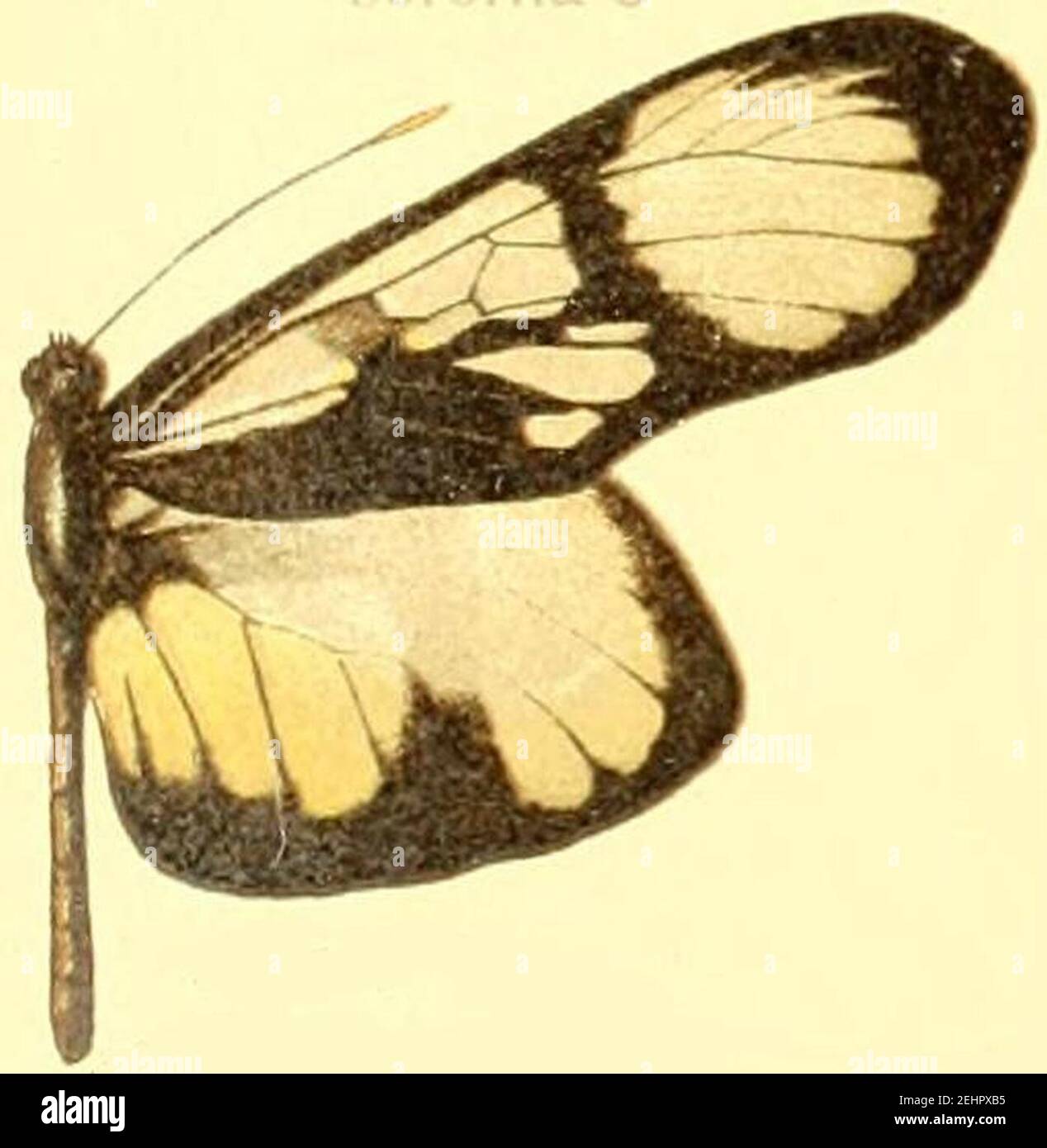 Patia hi-res stock photography and images - Alamy