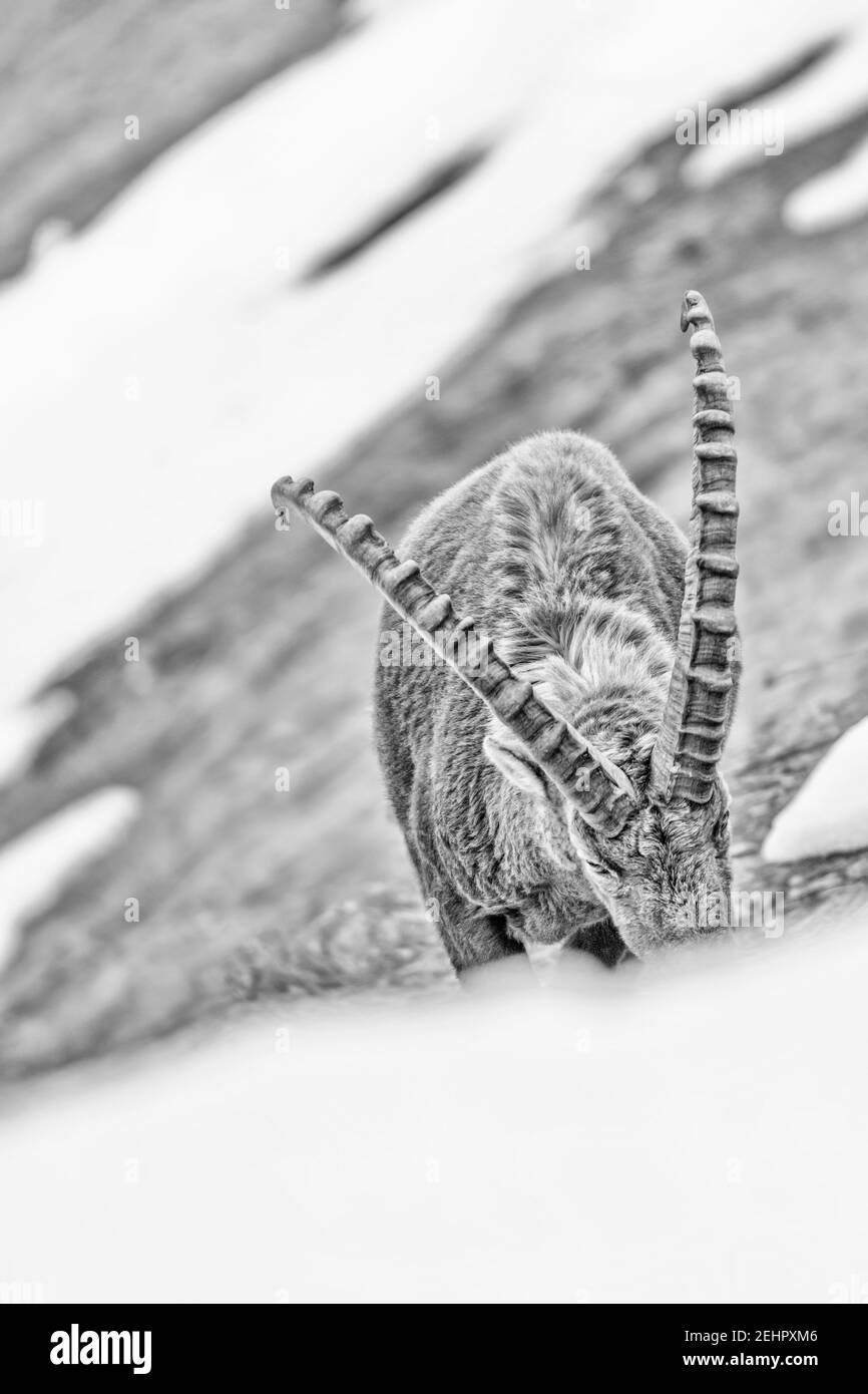 Black and white portrait of Alpine ibex male at grazing in spring ...