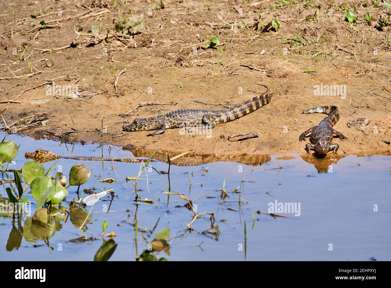 Black caiman habitat hi-res stock photography and images - Alamy
