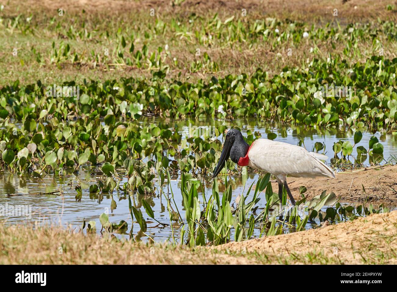 Jabiru stork mexico hi-res stock photography and images - Alamy