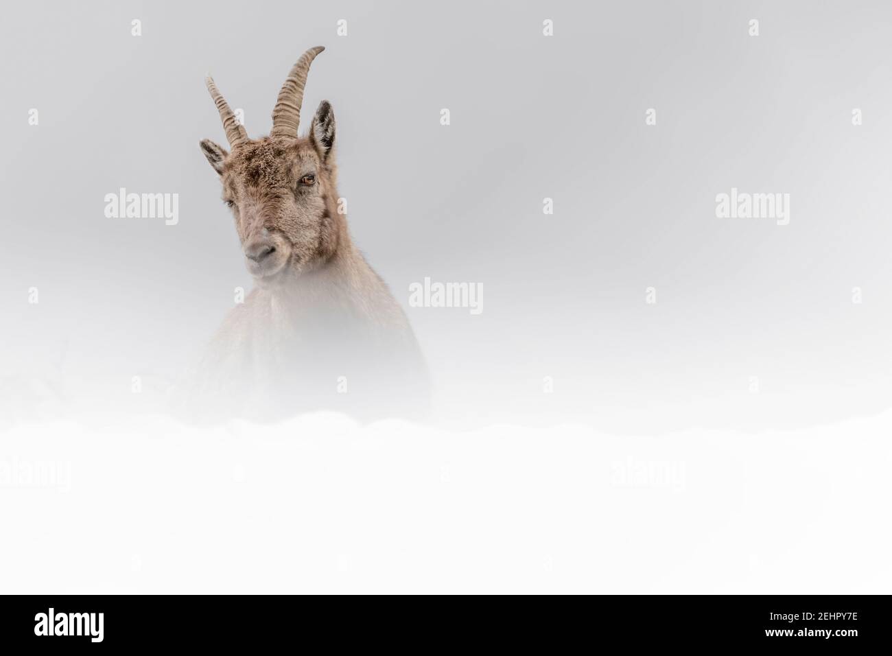Ibex female wrapped by mist and snow, fine art portrait (Capra ibex Stock Photo - Alamy