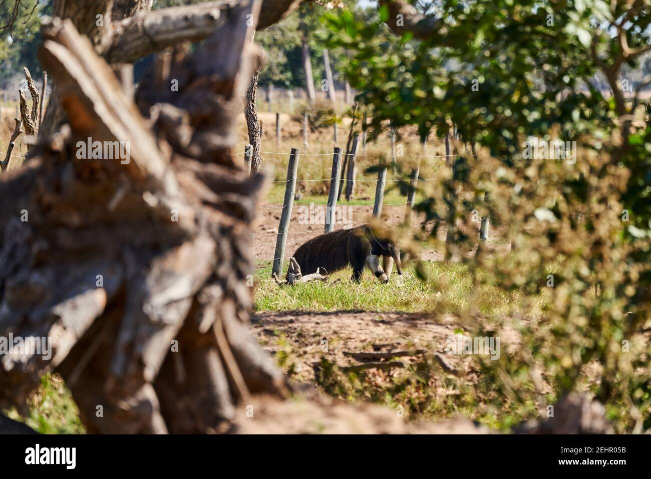 giant anteater walking over a meadow of a farm in the southern Pantanal ...