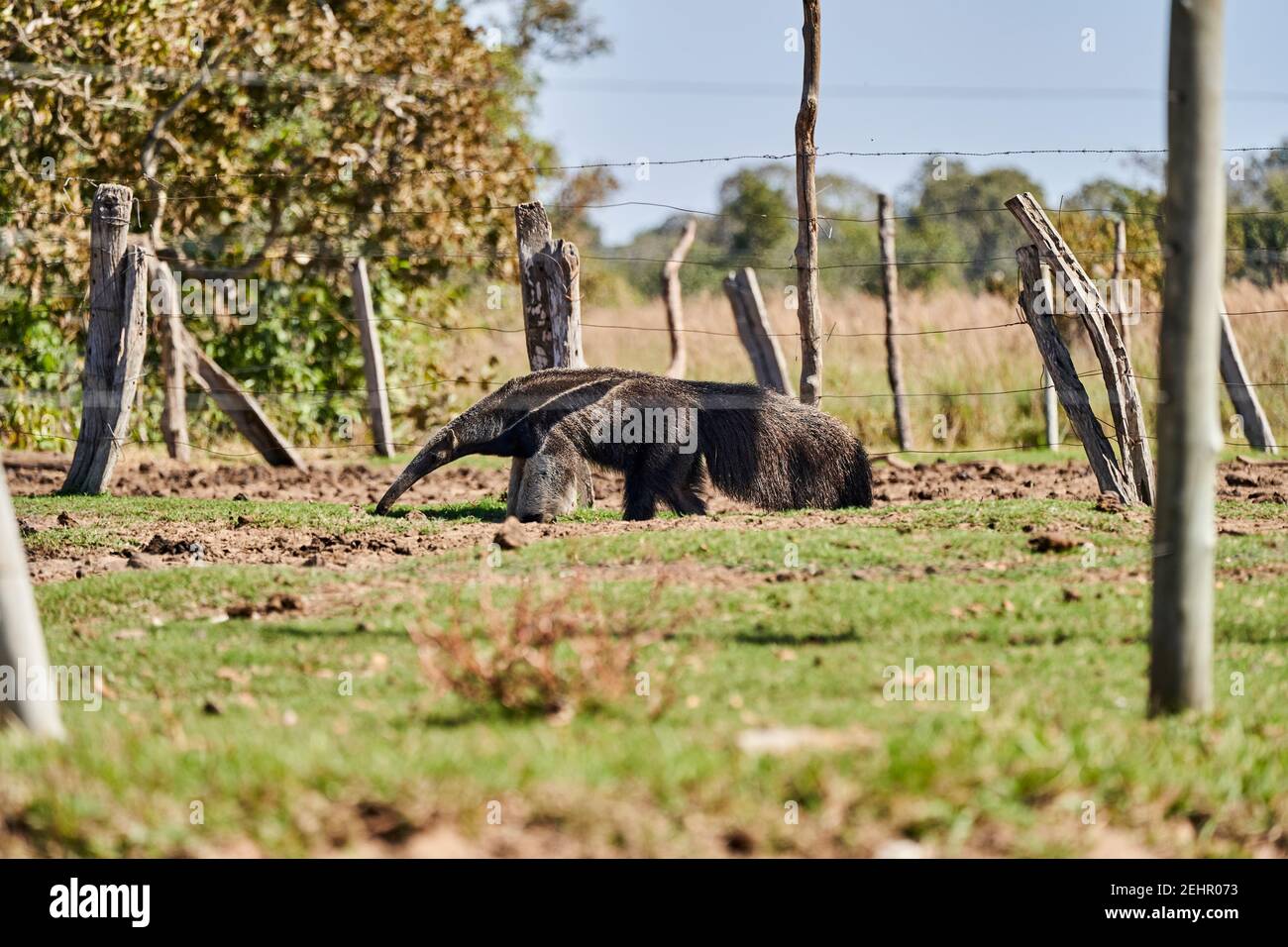 giant anteater walking over a meadow of a farm in the southern Pantanal ...