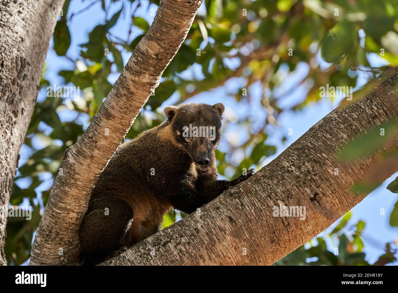 Coati, Nasus Nasus, climbing through the a tree in the southern ...