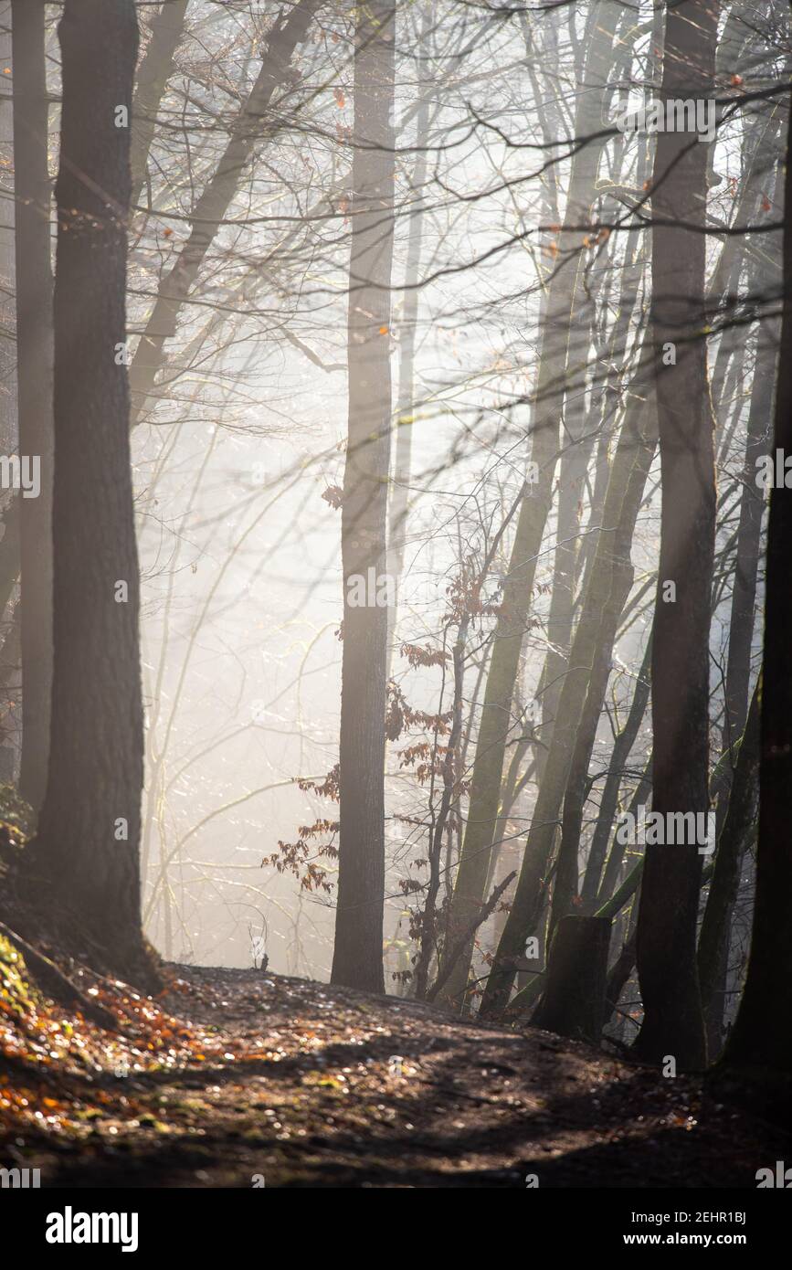 Mist and forest hi-res stock photography and images - Alamy