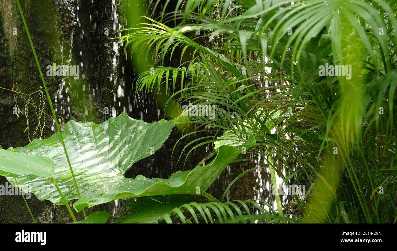 Splashing water in rainforest. Jungle tropical exotic background with ...