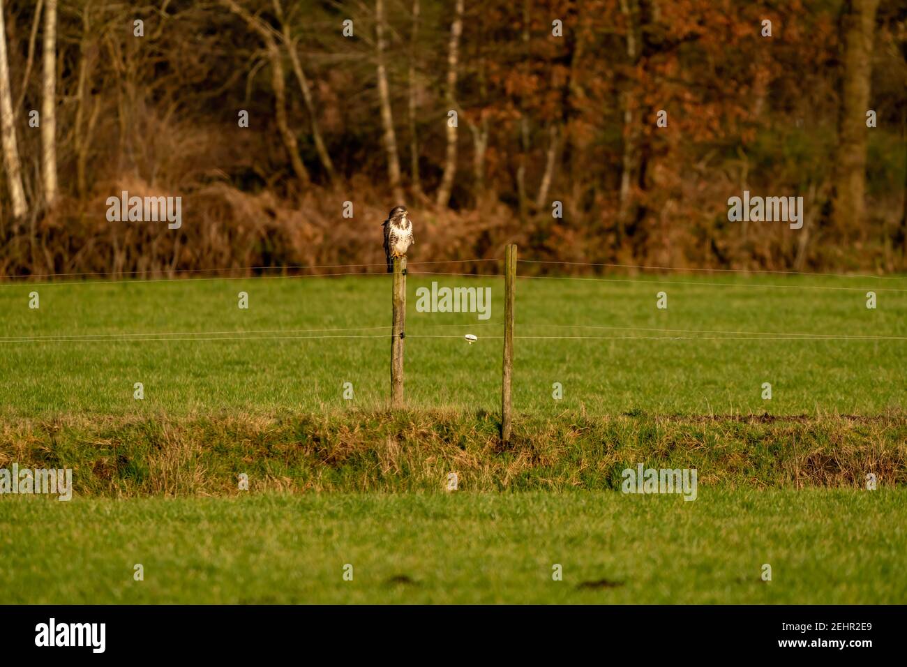 Large buzzard bird of prey sits on a pole at the edge of a ditch in a ...