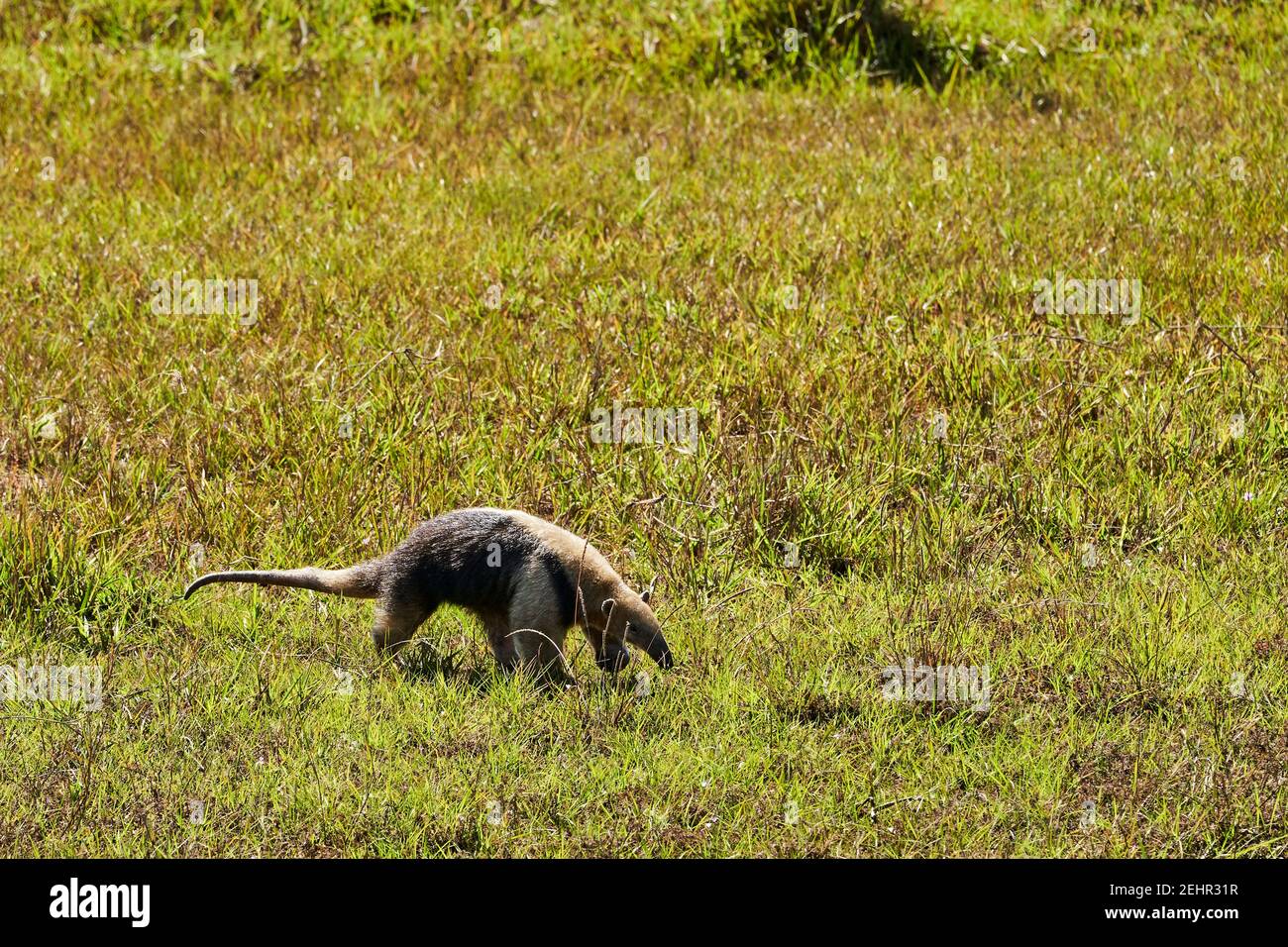 southern tamandua, Tamandua tetradactyla, also collared anteater or ...