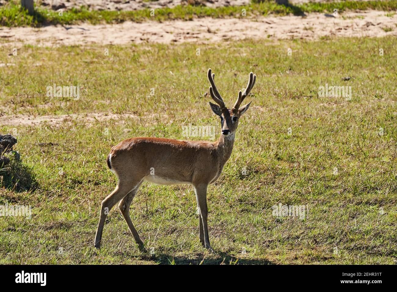 Largest deer species from south america hi-res stock photography and ...