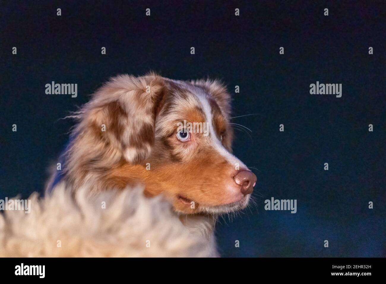 Portrait of an Australian Shepherd head, dog is lit by the golden fire ...