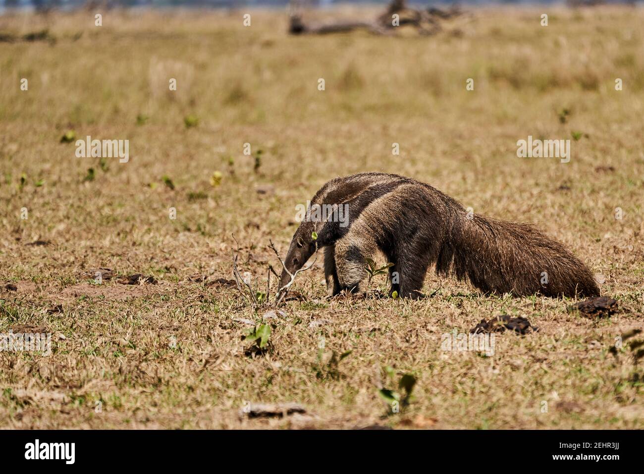 giant anteater walking over a meadow of a farm in the southern Pantanal ...