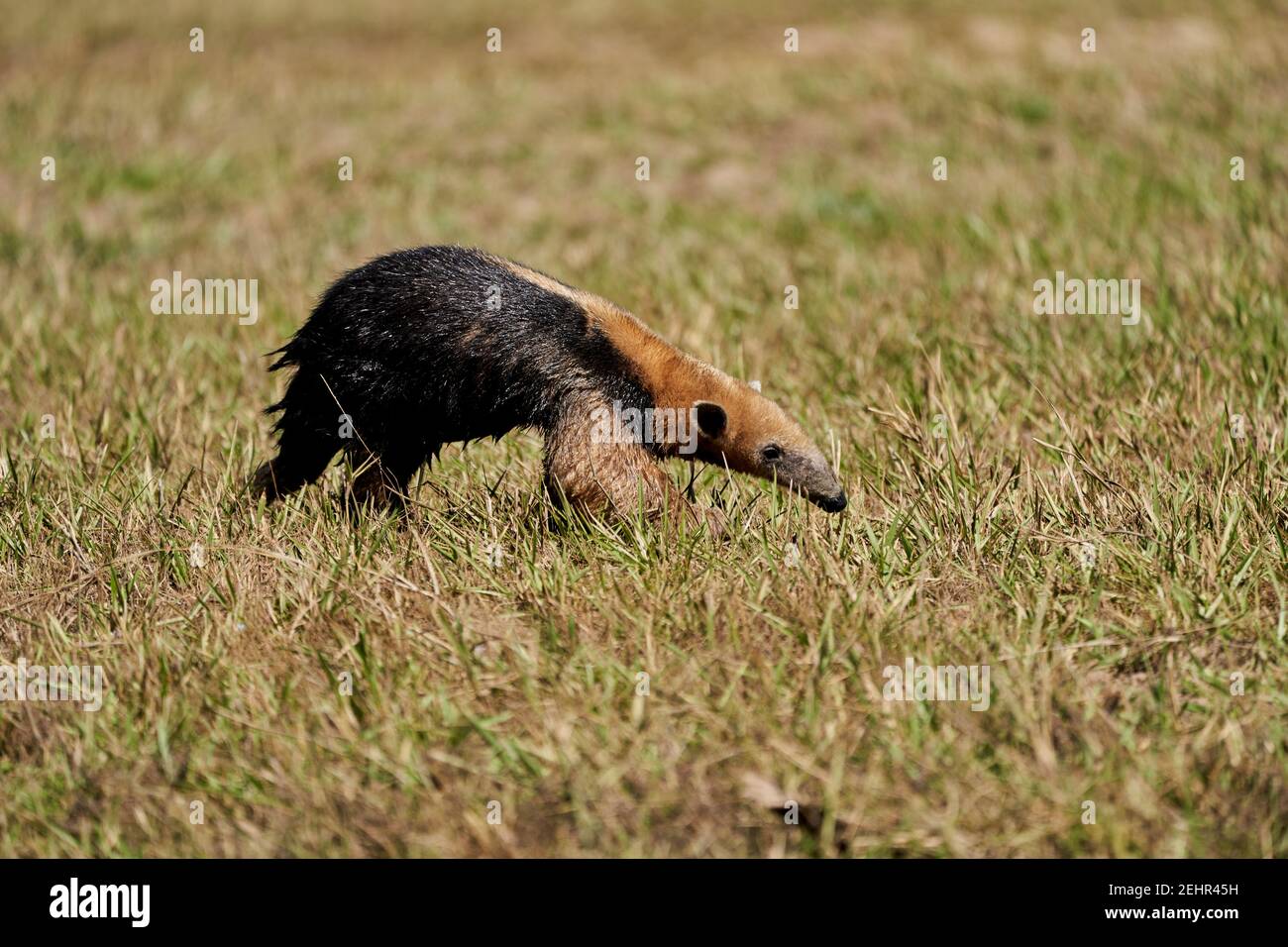 Long tongue southern tamandua hi-res stock photography and images - Alamy