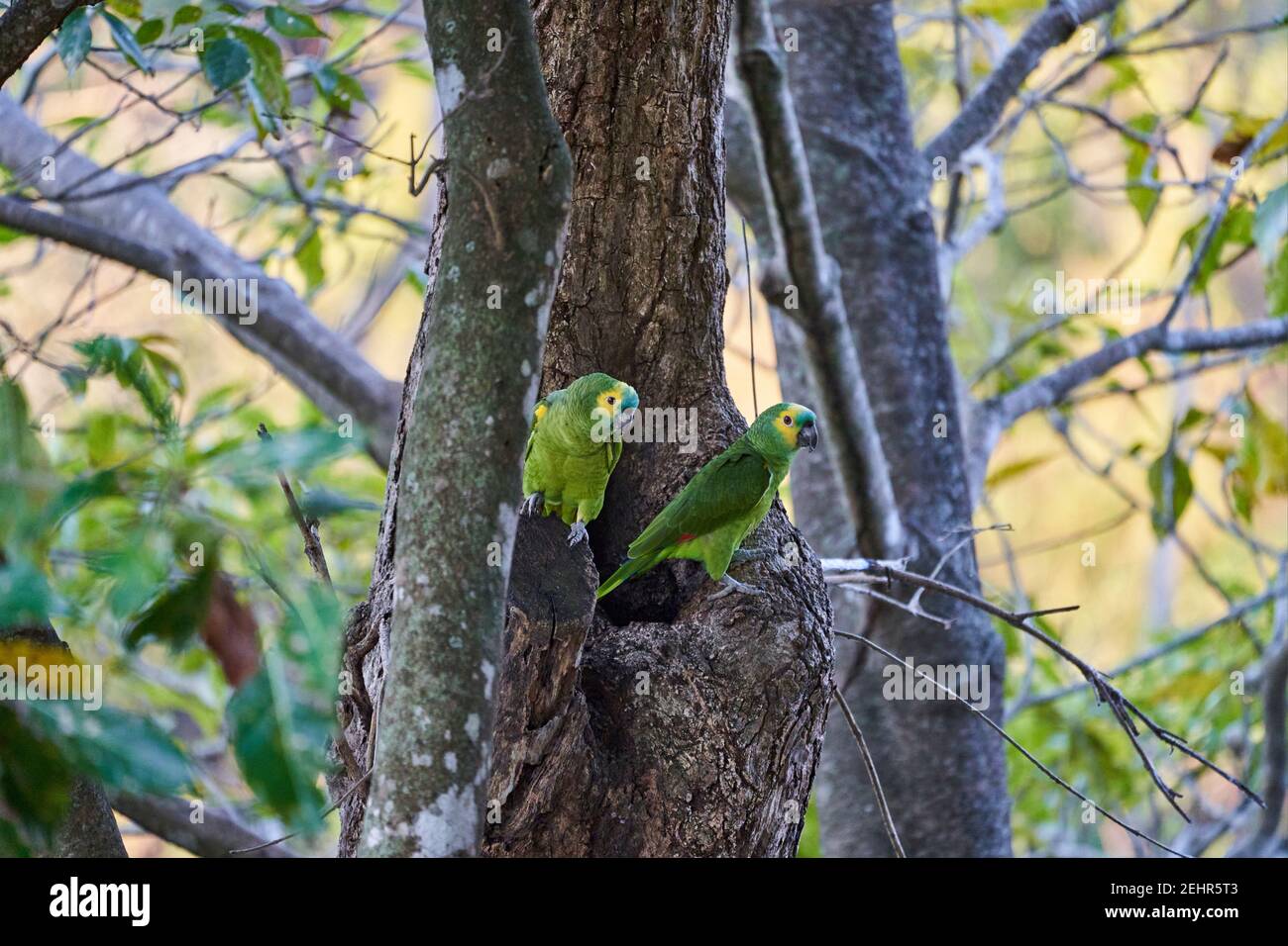 Turquoise fronted parrot hi-res stock photography and images - Alamy