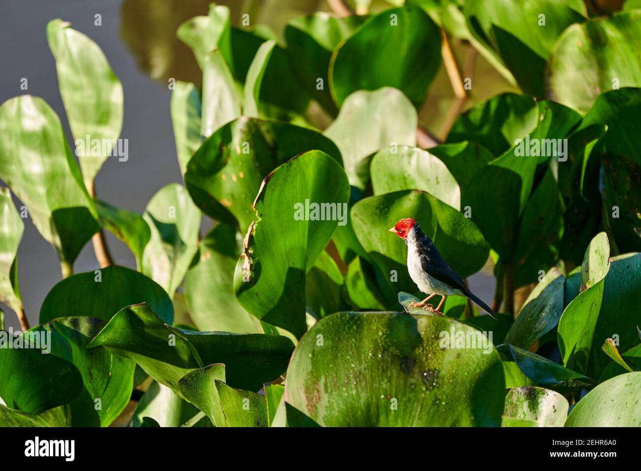The yellow billed cardinal, Paroaria capitata, is a songbird, and sub ...