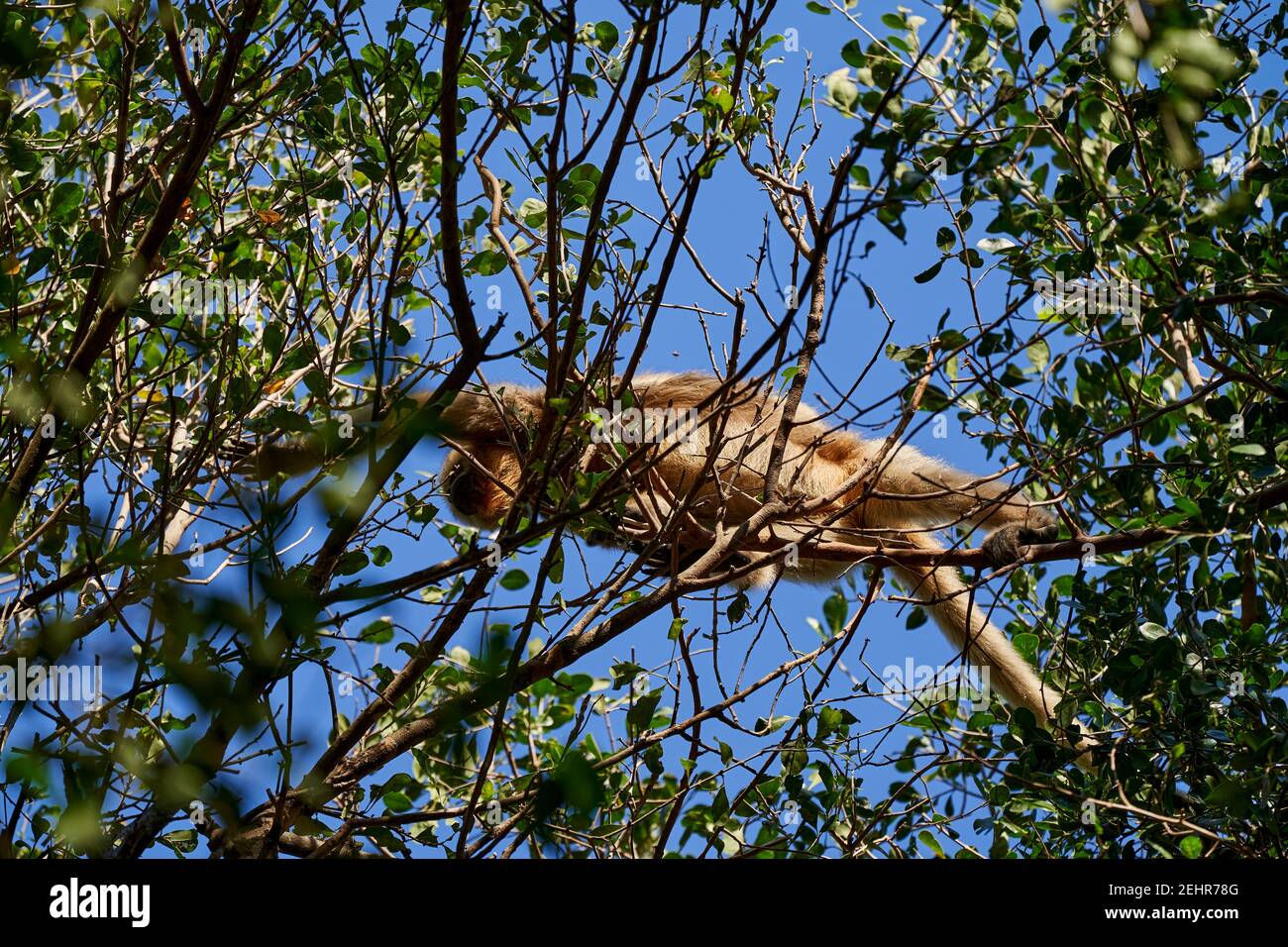 Howler monkey alouatta monotypic hi-res stock photography and images ...