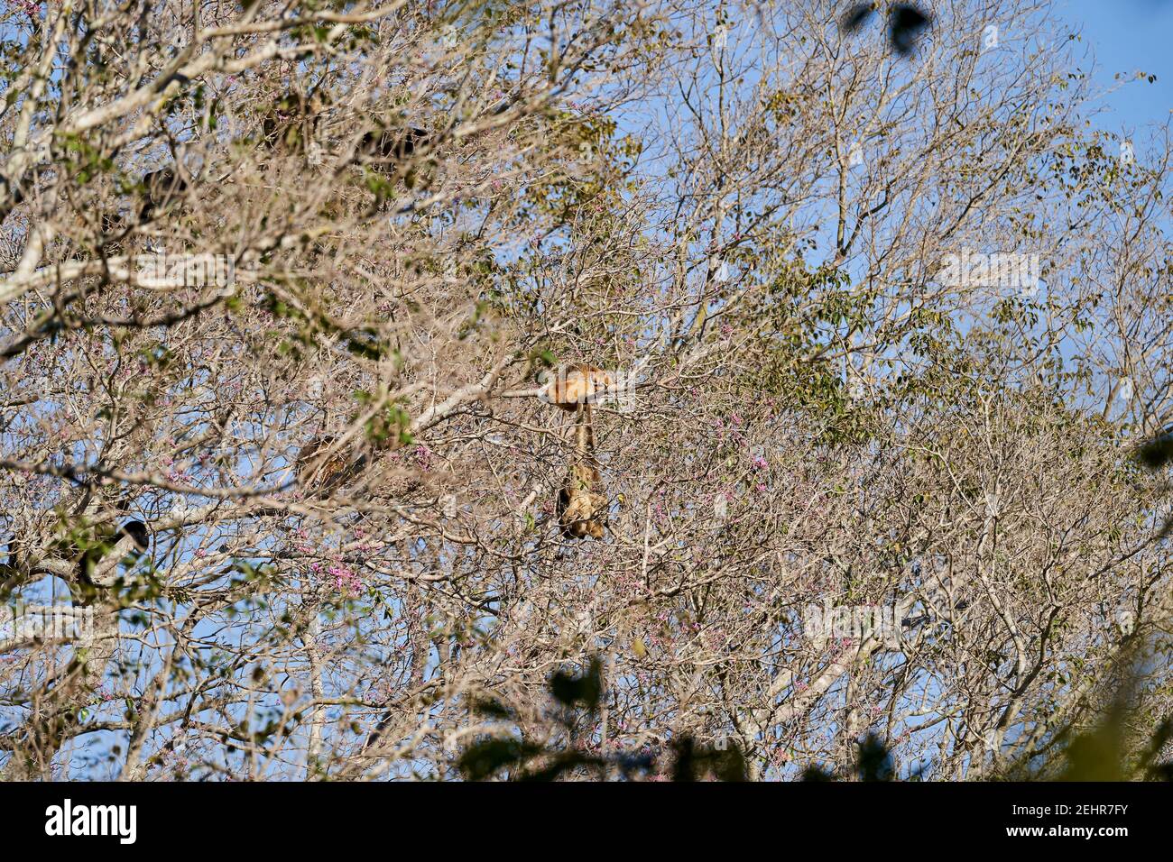 Howler monkey alouatta monotypic hi-res stock photography and images ...