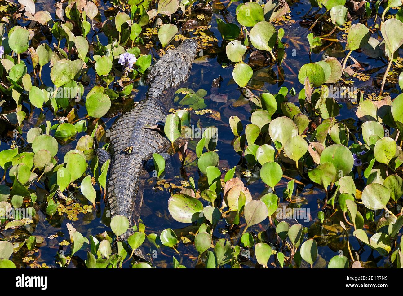 Black caiman habitat hi-res stock photography and images - Alamy