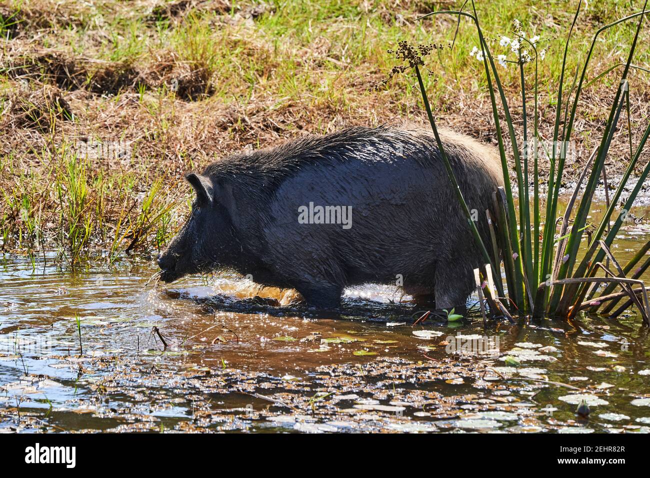 wild boar standing in a little pond in the wetlands of the pantanal ...