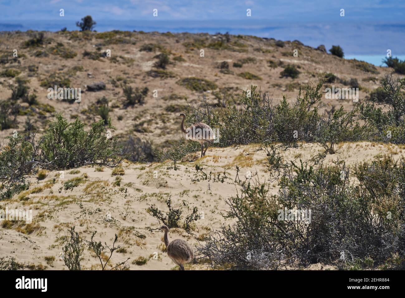 Nandu, Greater Rhea female running through the landscape of Patagonia ...