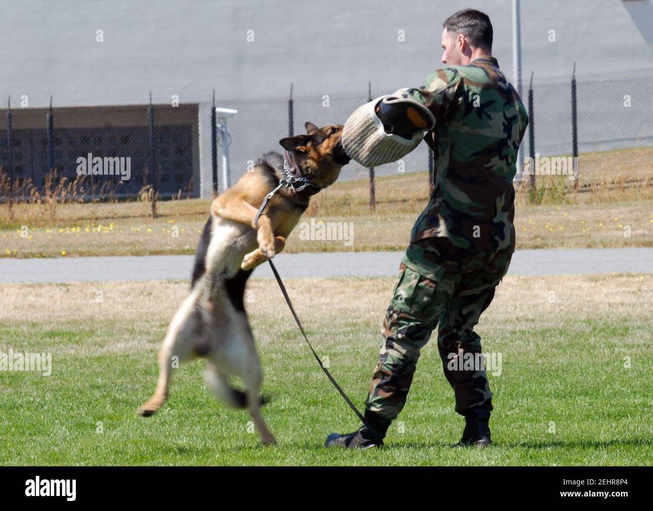 Patrol Dog Demonstration Stock Photo - Alamy