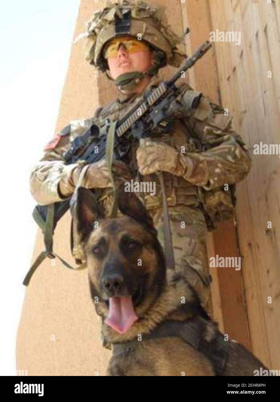 Patrol Explosive Detection Dog (PEDD Stock Photo - Alamy