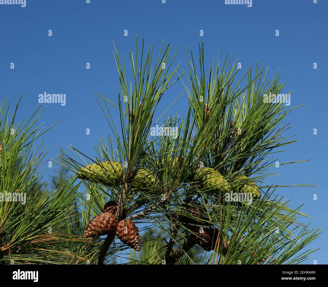 Natural cones on spruce Stock Photo - Alamy
