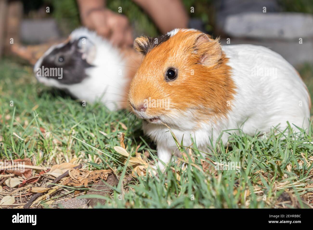 Domestic guinea pigs (Cavia porcellus) eating vegetables on a grass ...