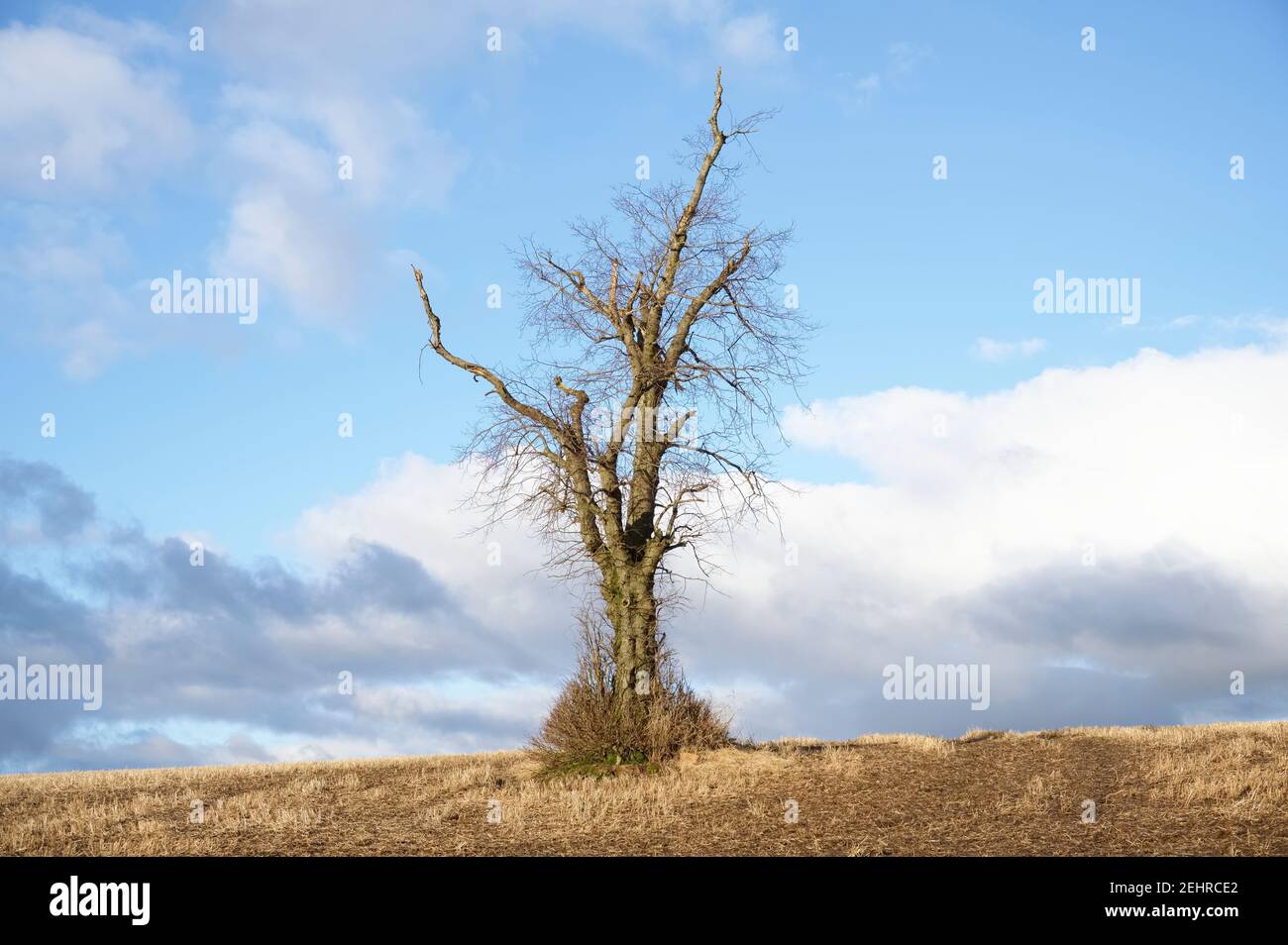 Single tree alone on farm field and sky storm clouds Stock Photo - Alamy