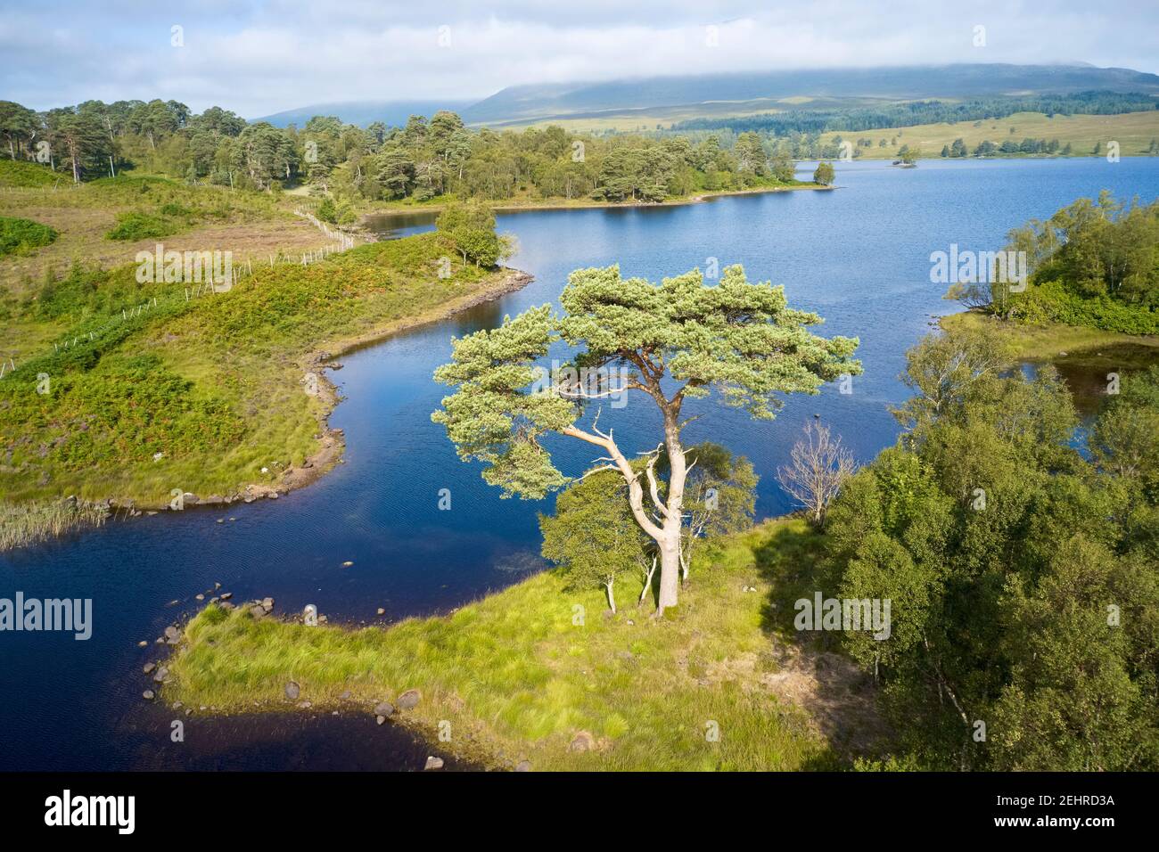 Caledonian pine tree at Loch Tulla in Scottish Highlands Stock Photo ...