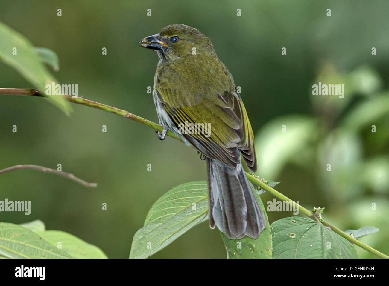 Streaked Saltator, Saltator striatipectus, Trail to Gocta Falls ...