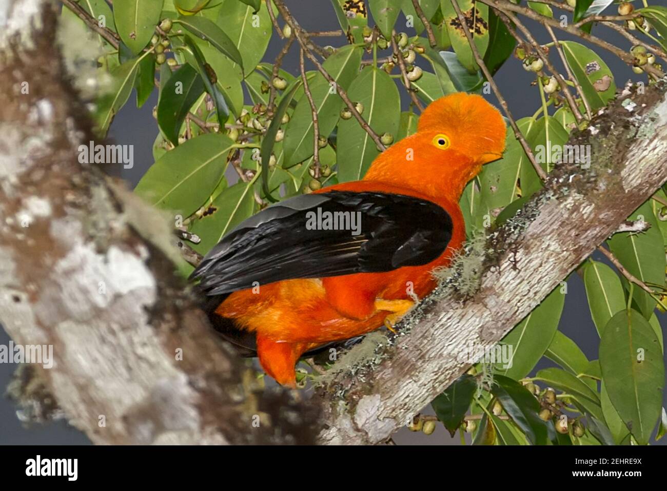 Male Andean Cock-of-the-rock, Rupicola peruvianus, Peruvian National ...