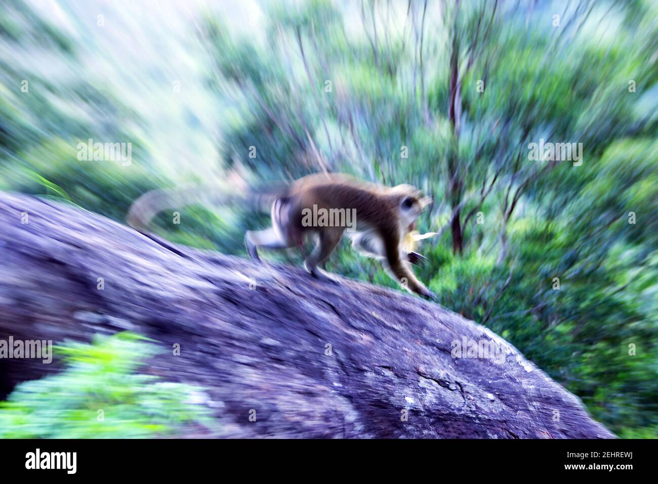 Monkey on the background of rainforested mountains. Endemic fauna of ...