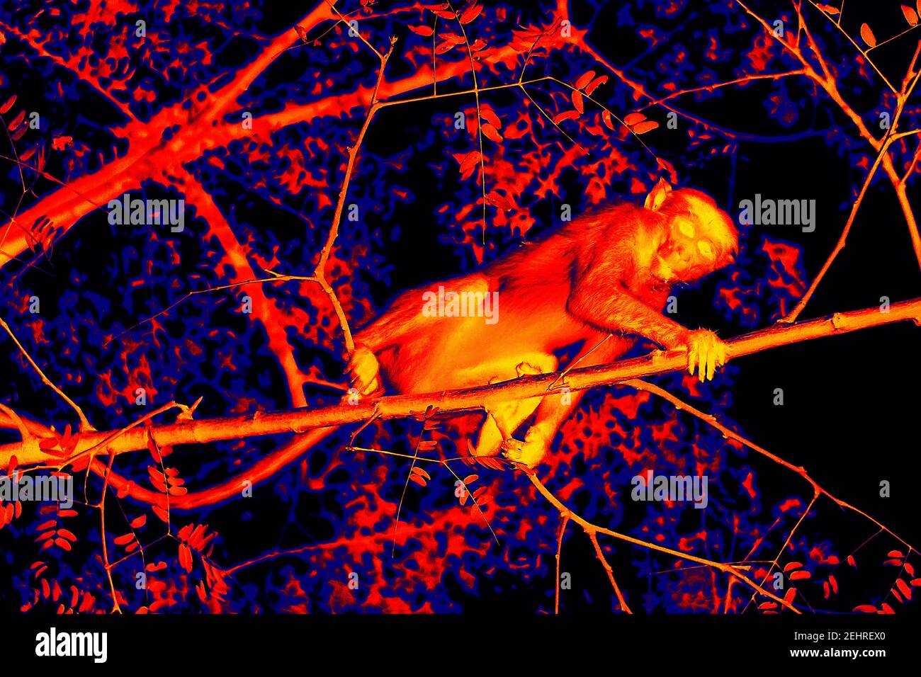 Monkey in scientific high-tech thermal imager on night background Stock ...