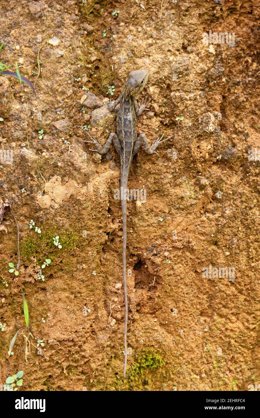 Lizards agamids of Sri Lanka. Probably Morningside Lizard or Desilva's ...