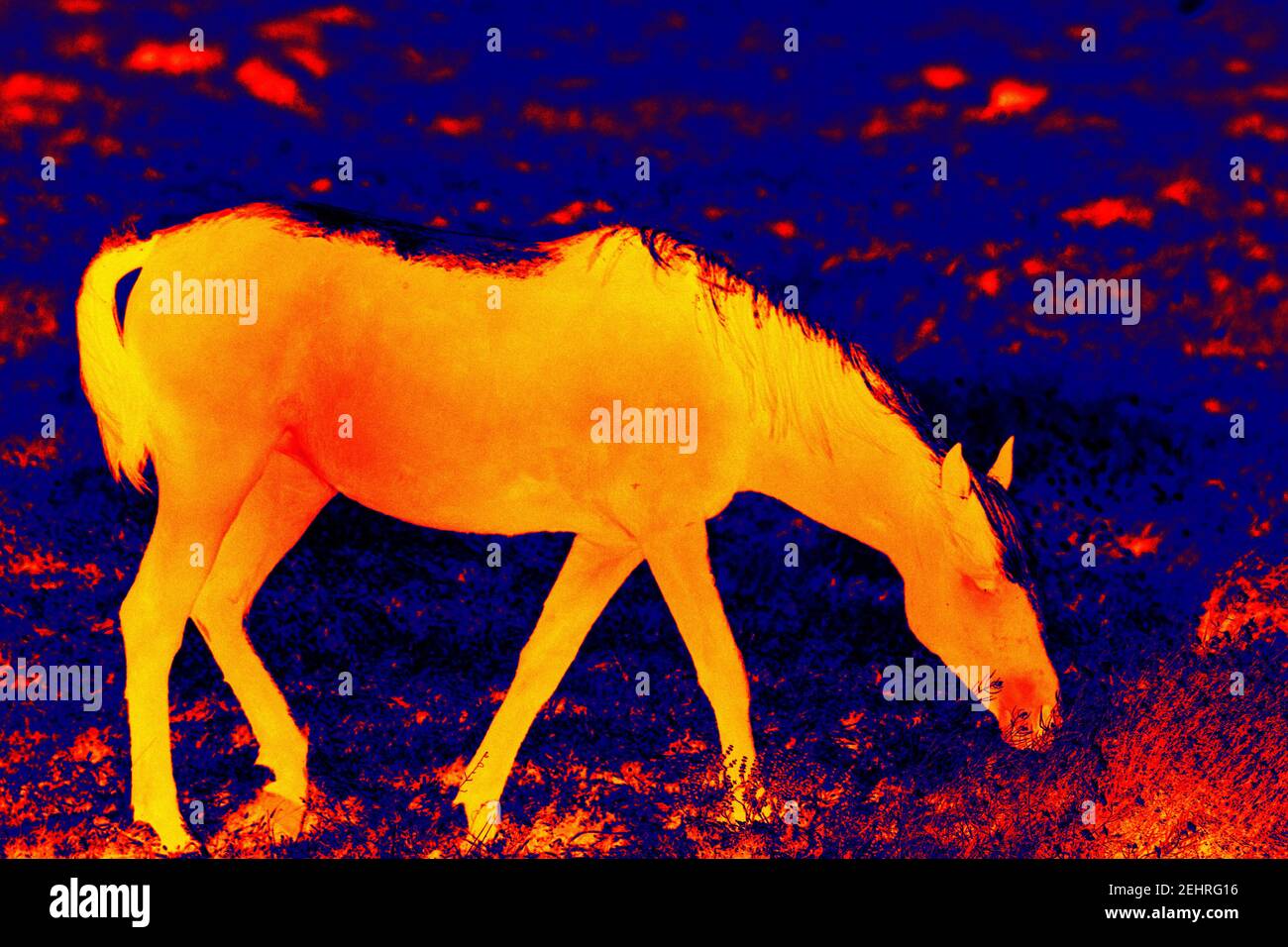 Horse in scientific high-tech thermal imager on night background Stock ...