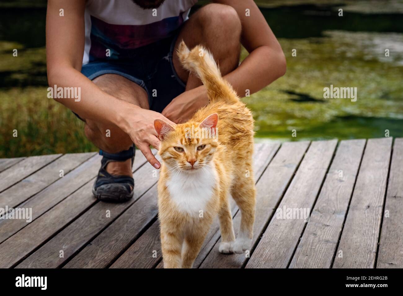 A man is playing with a domestic red tabby cat. The cat rubs on the ...