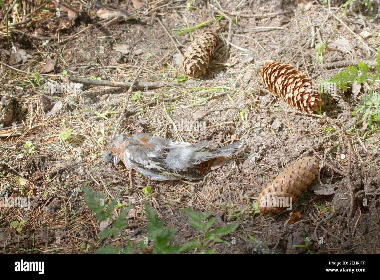 Cruel conditions hi-res stock photography and images - Alamy