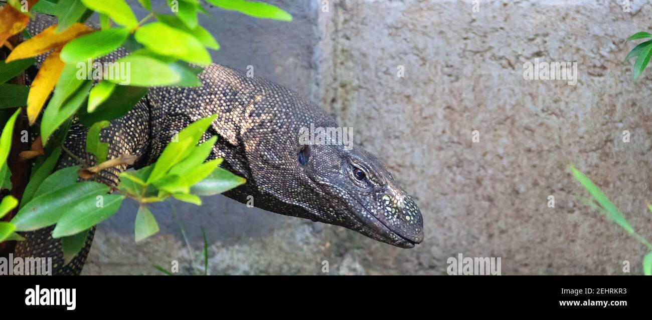 Water monitor lizard on the concrete bank of the canal. This species of ...