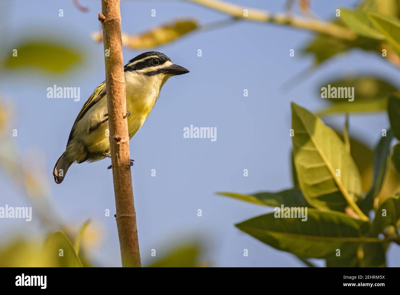 South african barbet bird hi-res stock photography and images - Alamy
