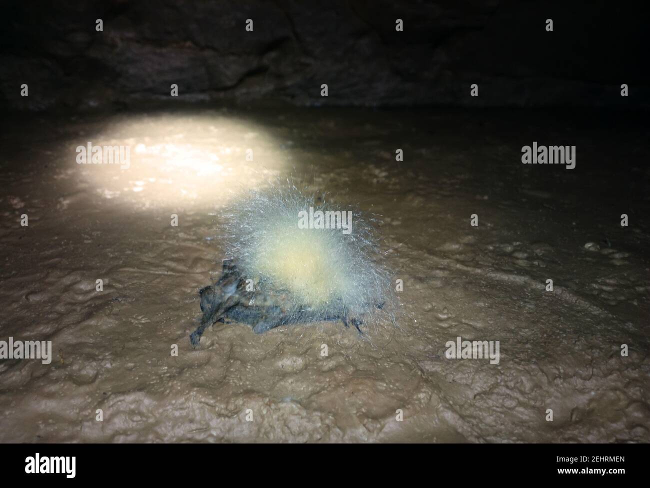 Cave fungi hi-res stock photography and images - Alamy