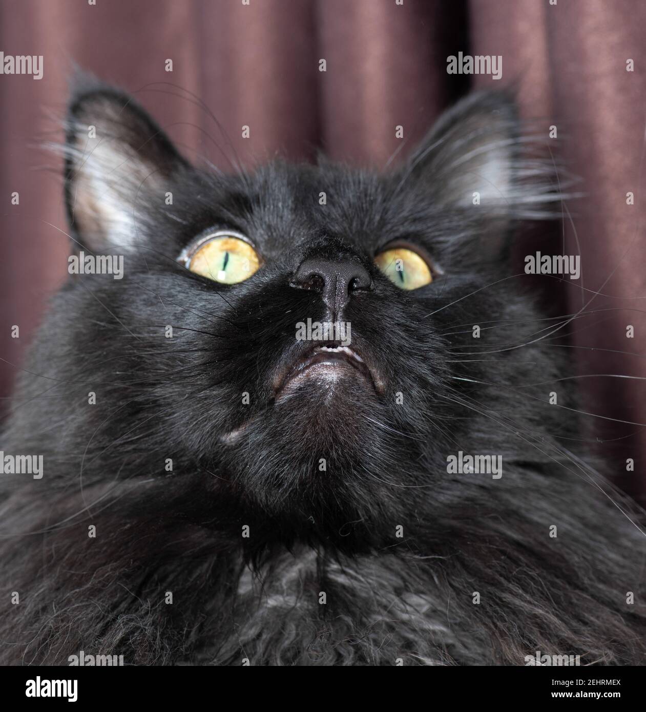 Cat looking into lens hi-res stock photography and images - Alamy